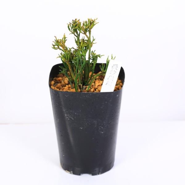 マツバランは古典植物として昔から愛されてきた植物です。ランという名前ですが、シダ植物の仲間で、茎だけのユニークな形です。日本の気候ではお育ていただきやすい、珍しい植物です。マツバラン科 　マツバラン属　常緑多年草撮影日：1月＊数量ものの為、...