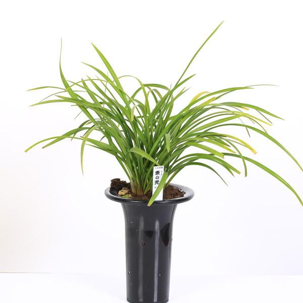 春蘭は、その名の通り春に咲く蘭であることから名づけられました。洋ランとして親しまれているシンビジウムの仲間で、東洋ランと呼ばれ古くから愛されています。3月下旬〜4月に開花期を迎えます。花弁の上部分がおばあさんの頬かむり、下部分はおじいさんの...