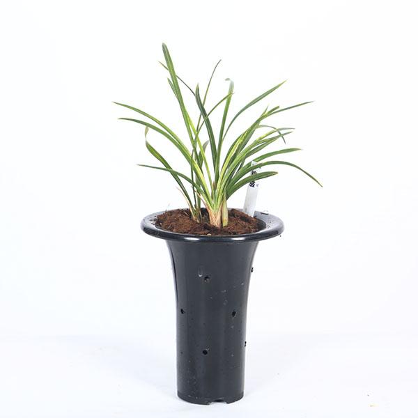 春蘭は、その名の通り春に咲く蘭であることから名づけられました。洋ランとして親しまれているシンビジウムの仲間で、東洋ランと呼ばれ古くから愛されています。３月〜4月に開花期を迎えます。葉の黄色の蛇皮斑が特徴です。花弁の上部分がおばあさんの頬かむ...