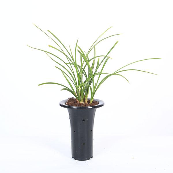 春蘭は、その名の通り春に咲く蘭であることから名づけられました。洋ランとして親しまれているシンビジウムの仲間で、東洋ランと呼ばれ古くから愛されています。３月〜4月に開花期を迎えます。花弁の上部分がおばあさんの頬かむり、下部分はおじいさんの髭の...