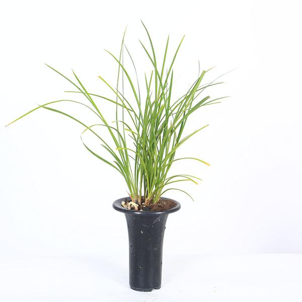 春蘭は、その名の通り春に咲く蘭であることから名づけられました。洋ランとして親しまれているシンビジウムの仲間で、東洋ランと呼ばれ古くから愛されています。３月〜4月に開花期を迎えます。花色は人気の白色です。科名：ラン科　属名：シュンラン属（シン...