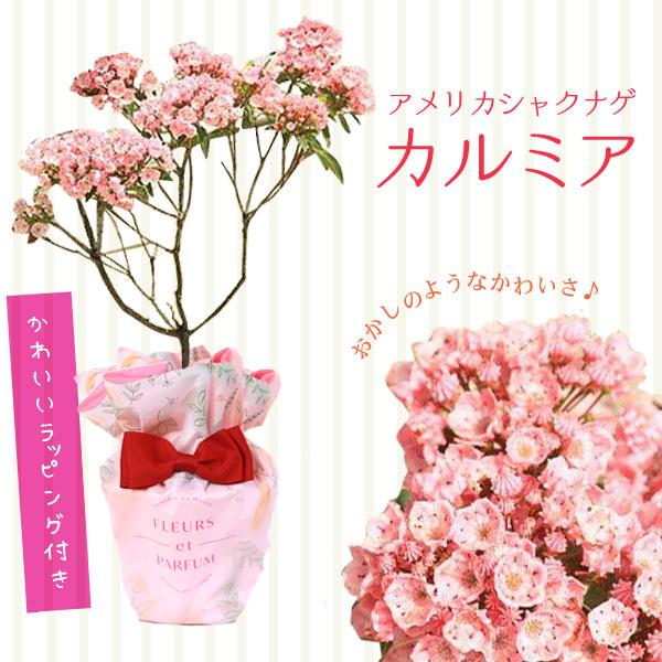 【発売日：2026年05月03日】☆5/6（水）〜10（母の日当日）期間内でお届けとなります。◆配送日指定・他商品との同梱不可。◆送料無料！ (但し、北海道は別途送料が加算されます＜北海道800円＞)◆配送日数がかかりますので、沖縄県・離島...