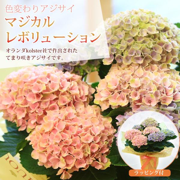【発売日：2026年05月03日】☆配送について最短発送いたします！◆配送日指定・他商品との同梱不可。◆送料無料！ (但し、北海道は別途送料が加算されます＜北海道800円＞)◆配送日数がかかりますので、沖縄県・離島等へはお送り出来ません。　...