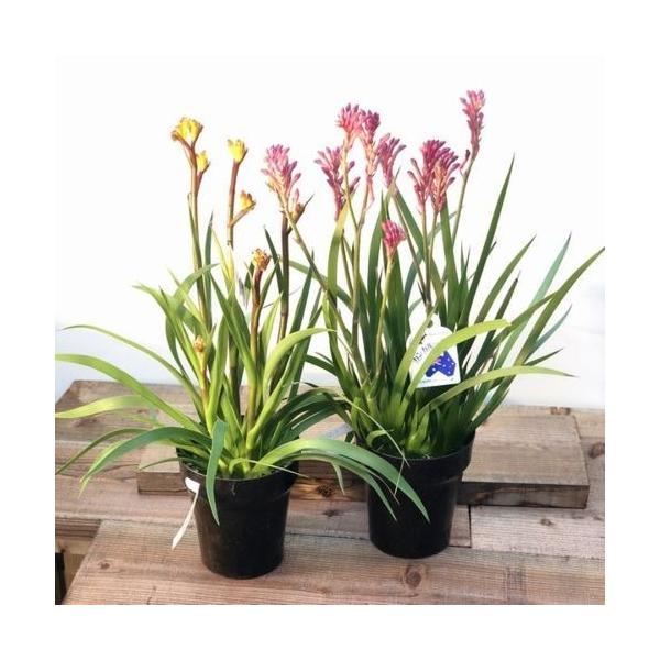 [商品情報]最近では活け花としても良く使用されており、人気急上昇中です！科目：ハエモドルム科／属名：アニゴザントス属／別名：アニゴザントス／花言葉：不思議／開花期：3〜6月／半耐寒性多年草／耐寒温度：5℃／草丈：30cm〜2m（環境・生育状...