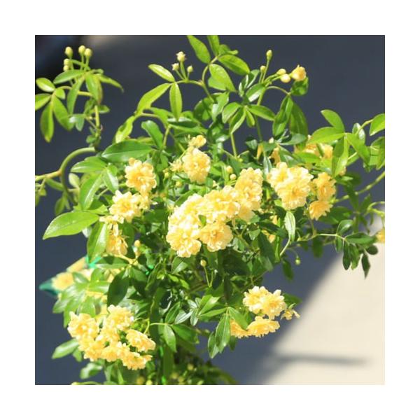 [商品情報]樹種：木香薔薇(モッコウバラ)　黄落葉樹。4〜５月ごろには黄色の花が楽しめます。※ご購入時期により開花状況は変わります。＊数量ものの為、写真と若干形状が異なる場合がございます。＊写真の小物など記載以外の物は商品に含まれません。[...