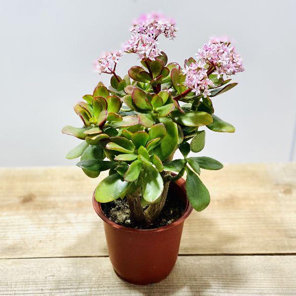 サクラカゲツは株が若いころから花をつけやすい、カゲツのわい性品種。冬から春先にかけてピンクの花を咲かせます。冬季は紅葉しますが、色合いは個体差があります。科目：ベンケイソウ科／属名：クラッスラ属／別名：成金草、フチベニベンケイ／花言葉：／開...