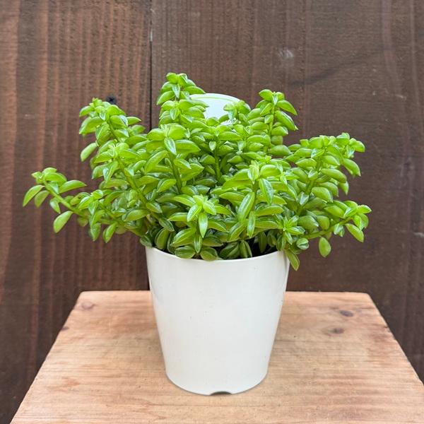 科目：コショウ科／属名：ペペロミア属 ／非耐寒性常緑下垂性多年草／耐寒温度5℃（環境・生育状況により変わります）撮影日：11月＊数量ものの為、写真と形状が異なる場合がございます。＊写真の小物など記載以外の物は商品に含まれません。サイズ鉢径：...