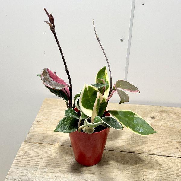 科目：カガイモ科／属名：ホヤ属 ／花言葉：人生の出発／非耐寒性つる性常緑低木／耐寒温度5℃（環境・生育状況により変わります）撮影日：2022.01＊リップカラーは若葉がピンク色になるタイプですので、ご購入時期により葉の色合いは変わります。予...