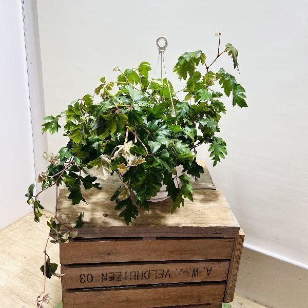 学名：Cissus.／属名：シッサス属／原産地：熱帯／耐寒性：弱い／つる性撮影日：2022.02＊数量ものの為、写真と形状が異なる場合がございます。＊写真の小物など記載以外の物は商品に含まれません。サイズ鉢径：約18cm(吊り鉢)　全高：約...