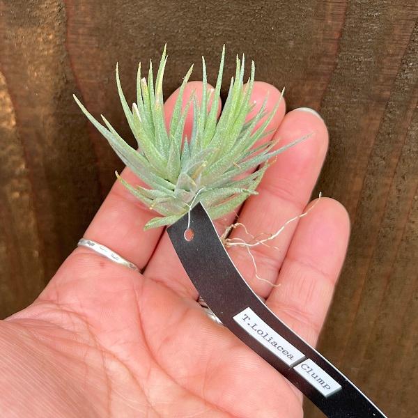 科目：パイナップル科／属名：チランジア属／花言葉：不屈／非耐寒性多年草耐寒温度約10℃（環境・生育状況により変わります）撮影日：2023.02＊数量ものの為、個体差があります。写真と形状が異なる場合がございます。＊ご購入時期により開花中、開...