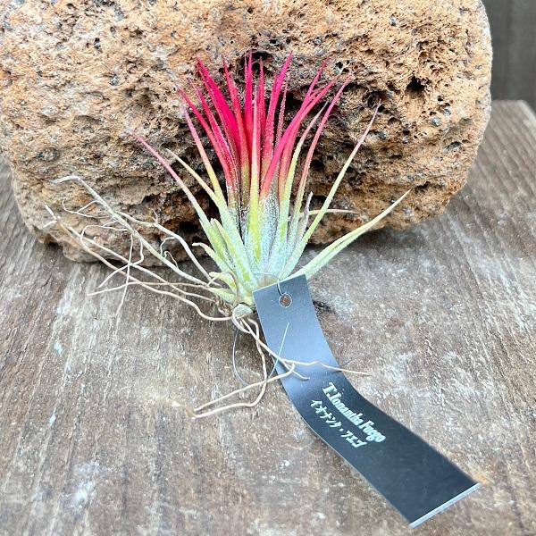 ionantha Fuego科目：パイナップル科／属名：チランジア属／花言葉：不屈／非耐寒性多年草耐寒温度約10℃（環境・生育状況により変わります）撮影日：2023.02＊数量ものの為、写真と若干形状が異なる場合がございます。ご購入時期によ...