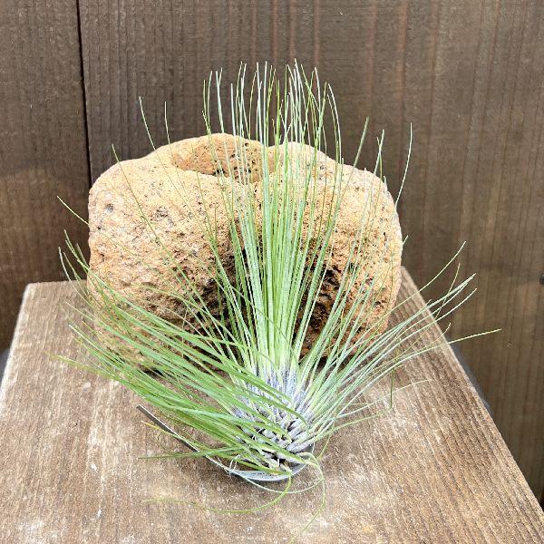 科目：パイナップル科／属名：チランジア属／花言葉：不屈／非耐寒性多年草耐寒温度約10℃（環境・生育状況により変わります）撮影日：2023.02＊数量ものの為、写真と若干形状が異なる場合がございます。ご購入時期により開花中、開花後の場合がござ...