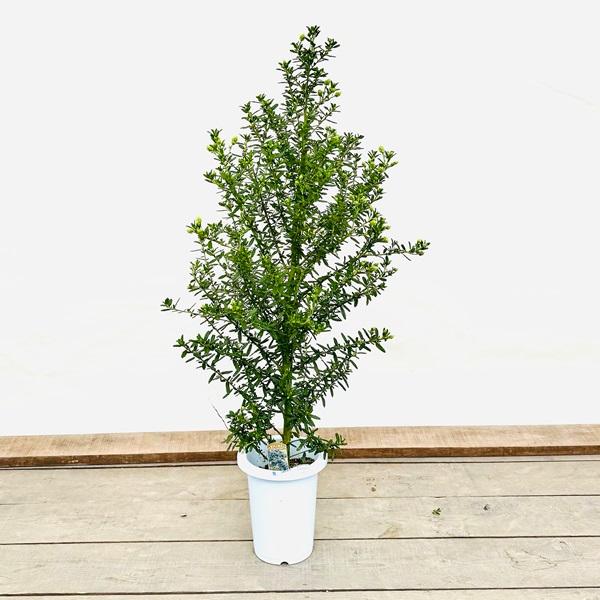小ぶりで照りのある濃緑色の葉の先に、鮮やかな青紫色の花穂が次々咲いてきます。※大型便のため、北海道，沖縄への配送は承れません。科目：クロウメモドキ科／／別名：カリフォルニアライラック／半常緑低木／花時期4〜6月／草丈：20〜100cm／耐寒...