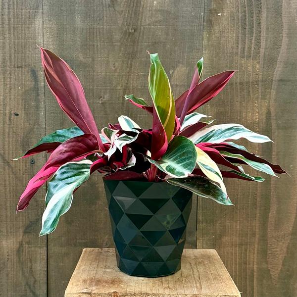 クズウコン科/属名：ストロマンテ属/和名：ウラベニショウ/多年草/原産地：南アメリカの熱帯地方/草丈：20〜150cm/寒さ：やや弱い（５度以上）/暑さ：強い撮影日：11月●ご確認ください写真は見本となります。樹形やボリュームなど多少異なり...