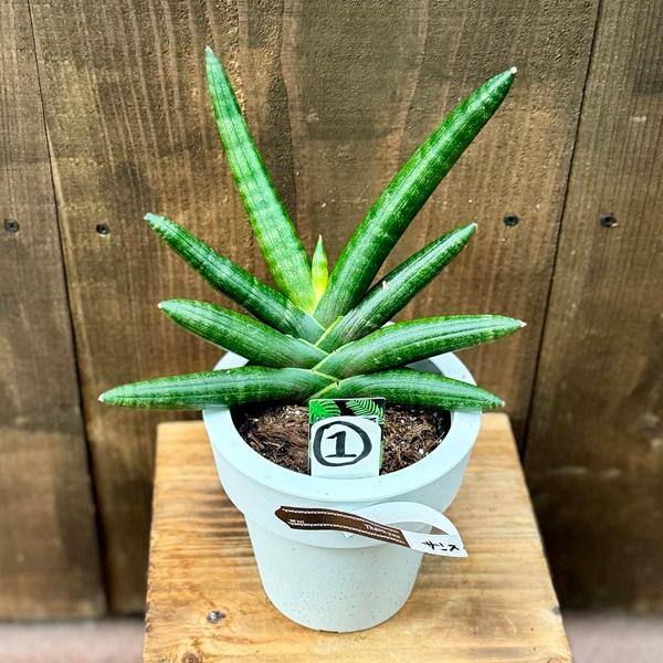 科目：リュウケツジュ科／属名：サンスベリア属／花言葉：永久・不滅／非耐寒性多年草／耐寒温度：10℃（環境・生育状況により変わります）撮影日：2024.04＊数量ものの為、写真と形状が異なる場合がございます。＊写真の小物など記載以外の物は商品...