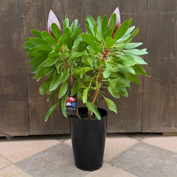 原産国：オーストラリア/科目：ヤマモガシ科/属名：プロテア属/半耐寒性常緑低木/学名： Protea/耐寒温度-2℃（環境・生育状況により変わります。）撮影日：2月＊数量ものの為、花芽の数など写真と形状が異なる場合がございます。ご購入時期に...