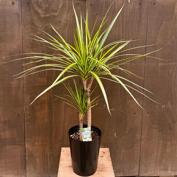 Dracaena marginata ‘Gold’ドラセナ コンシンネの中でもちょっと珍しい品種です。科目：リュウケツジュ科／属名：ドラセナ属／花言葉：幸福／非耐寒性常緑小高木 耐寒温度10℃（環境・生育状況により変わります）撮影:2月●サ...
