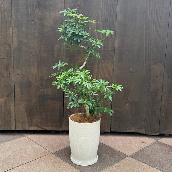 科目：ウコギ科／属名：シェフレラ属 ／非耐寒性常緑性多年草／草丈：30cm〜200cm／耐寒温度10℃（環境・生育状況により変わります）撮影：2025.03サイズ鉢径：約15.5cm　全高：約80cm　幅：約40cm●ご確認ください写真は見...