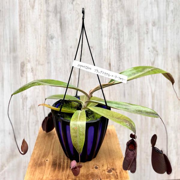 寒い時期は捕虫袋が枯れてなくなります。ご購入時期によっては葉焼けや捕虫袋がない場合がありますのでご了承ください。科目：ウツボカズラ科／属名：ウツボカズラ属／別名：ネペンテス／花言葉：熱い感動／非耐寒性多年草／耐寒温度約15℃撮影：2025....