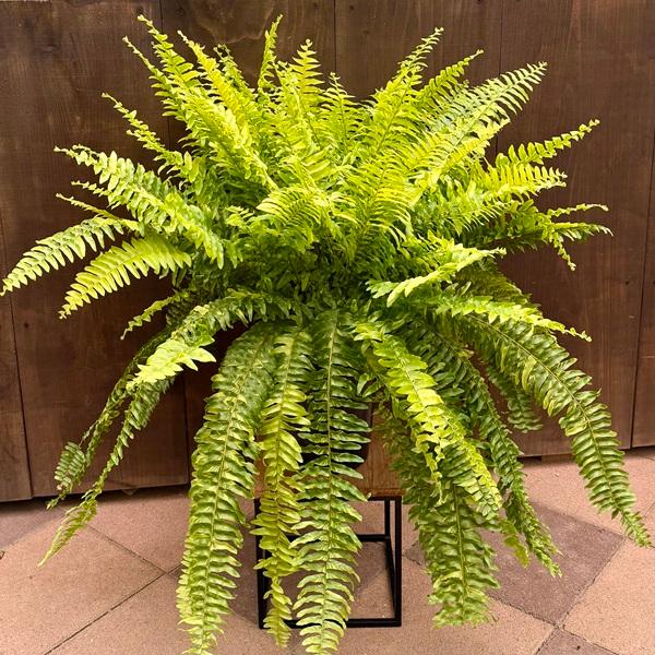 科目：ツルシダ科／別名：タマシダ／半常緑多年草／耐寒温度：0℃（環境・生育状況により変わります）撮影日：2月●サイズ鉢径：約21ｃｍ　全高：約70〜80ｃｍ　幅：約70〜80ｃｍ●ご確認ください写真は見本となります。樹形やボリュームなど多少...