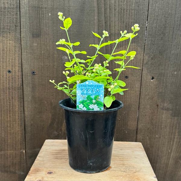 ジャスミンティに使われるジャスミンで、アラビアンジャスミンまたはマツリカジャスミンとも呼ばれます。モクセイ科　ソケイ属　半つる性低木撮影：5月＊数量物商品となりますので、写真とは若干形状は異なる場合がございます。＊植物ですのでお届け時期によ...