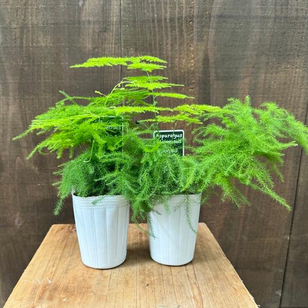 科目：キジカクシ科（ユリ科）／属名：アスパラガス属／別名：クサナギカズラ／半耐寒性常緑蔓性多年草／耐寒温度：0℃（環境・生育状況により変わります）撮影：9月●ご確認ください写真は見本となります。樹形やボリュームなど多少異なります。植物ですの...