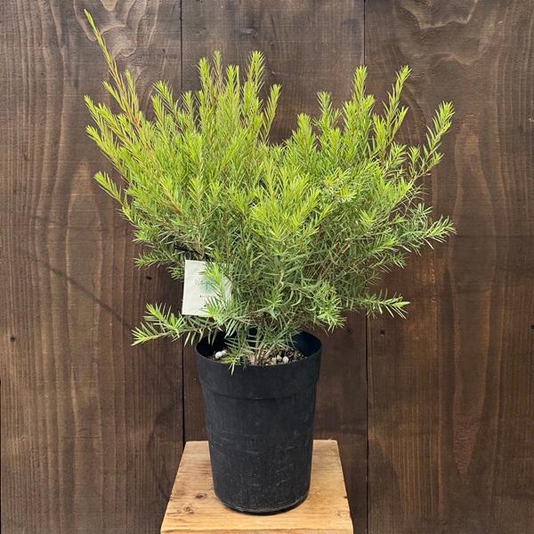 科目：フトモモ科／属名：メラレウカ属／常緑低木撮影：9月●サイズ鉢径：約17ｃｍ　全高：約60〜70ｃｍ　幅：約50〜60ｃｍ●ご確認ください植物ですのでお届け時期により開花状況は変わります。写真は見本となります。樹形やボリュームなど個体差...