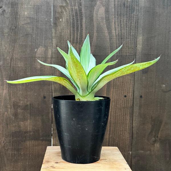 科目：リュウゼツラン科 　アガベ属 　　学名：Agave desmettiana cv.‘Quick Silver’撮影：7月●サイズ鉢径：約18ｃｍ　 全高：約30〜40ｃｍ　幅：約30〜40ｃｍ●ご確認ください写真は見本となります。樹形...