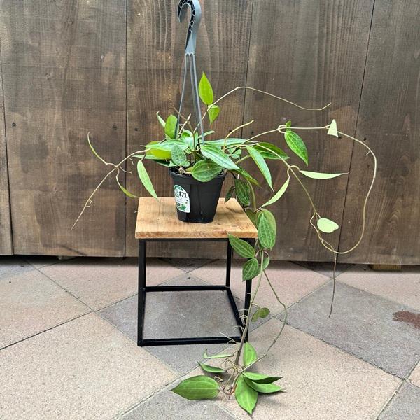 科目：カガイモ科／属名：ホヤ属 ／花言葉：人生の出発／非耐寒性つる性常緑低木／耐寒温度5℃（環境・生育状況により変わります）撮影：7月●ご確認ください写真は見本となります。樹形やボリュームなど多少異なります。植物ですのでお届け時期により状態...