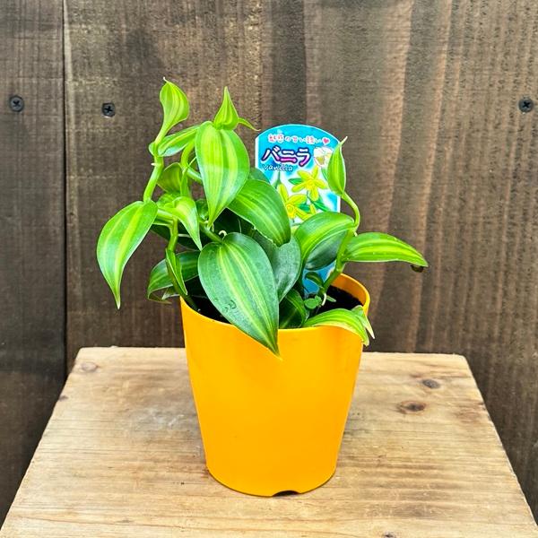 Vanilla planifolia　ラン科　バニラ属　つる性生育適温：最低温度10〜15℃撮影：9月※写真は見本となります。樹形やボリュームなど多少異なります。※植物ですのでお届け時期により状態は変わります。※鉢の色や形状が変更となる場合...