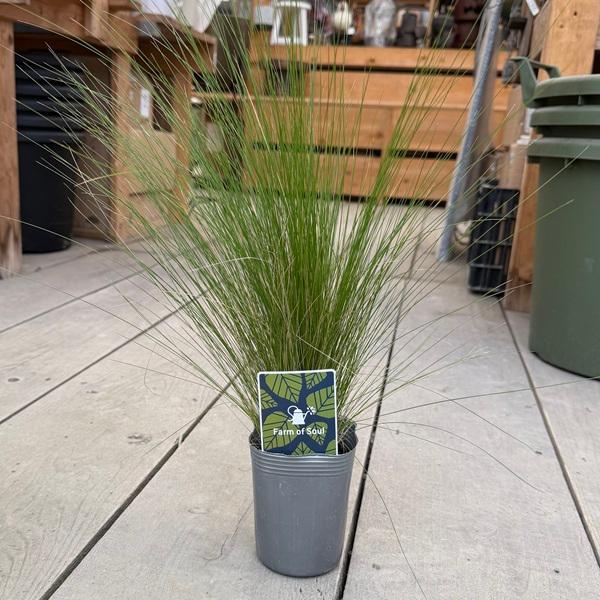 イネ科　 宿根草（耐寒性多年草 半常緑〜落葉性）撮影：10月＊数量ものの為、写真と若干形状・鉢色が異なる場合がございます。＊季節により姿は大きく変化します。写真や表記サイズは参考程度にご覧下さい。＊写真の小物など記載以外の物は商品に含まれま...