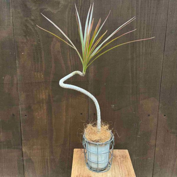 曲のある樹形で赤や緑のストライプが入る美しい葉のドラセナです。科目：リュウケツジュ科／属名：ドラセナ属／花言葉：幸福／非耐寒性常緑小高木 耐寒温度10℃（環境・生育状況により変わります）撮影：1月●サイズ鉢径：約12ｃｍ(鉢カバー)　全高：...