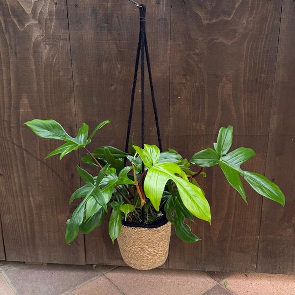 深い切れ込みのある光沢のある葉が特徴の人気の観葉植物です。科目：サトイモ科／属名：フィロデンドロン属／非耐寒性多年草／耐寒温度5℃（環境・生育状況により変わります）撮影日：1月※写真は見本となります。樹形やボリュームなど多少異なります。※植...