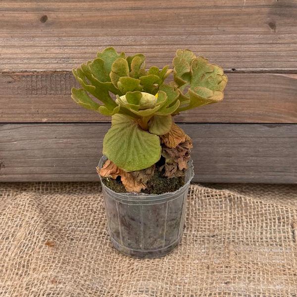 ウラボシ科　コウモリラン属※写真は見本となります。樹形やボリュームなど多少異なります。※植物ですのでお届け時期により状態は変わります。※葉の展開により表記サイズと異なる場合があります。●サイズ鉢径：約6〜7cm　全高：約10〜15ｃｍ　幅：...