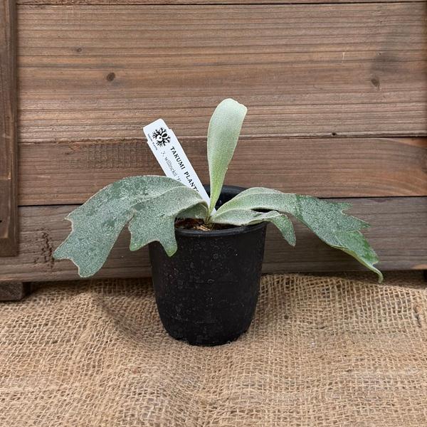 ウラボシ科　コウモリラン属※写真は見本となります。樹形やボリュームなど多少異なります。※植物ですのでお届け時期により状態は変わります。※葉の展開により表記サイズと異なる場合があります。●サイズ鉢径：約6.5cm(約9cm)　全高：約15〜2...