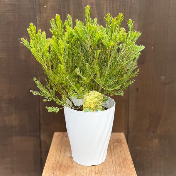 樹種：アカシア撮影日：2月＊数量ものの為、写真と若干形状が異なる場合がございます。＊植物ですのでご購入時期により、開花状況など状態は変わります。＊写真の小物など記載以外の物は商品に含まれません。サイズ鉢径：約15cm　高さ：約30〜40cm...