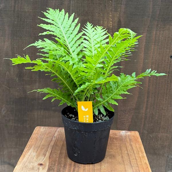 木立性シダ植物 。 オーストラリア原産の非耐寒性シダです。科目：シシガシラ科／属名：ヒリュウシダ属／花言葉：愛らしさ／非耐寒性常緑多年草／耐寒温度：10℃／（環境・生育状況により変わります）撮影：2月●ご確認ください写真は見本となります。樹...