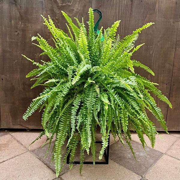 細かく波打つライトグリーンの羽状葉が密に茂る、ドーム状の形が美しいシダ植物です。科目：ツルシダ科／別名：タマシダ／半常緑多年草／耐寒温度：0℃（環境・生育状況により変わります）撮影：2月●サイズ鉢径：約21cm　全高：約60cm(吊り上部〜...