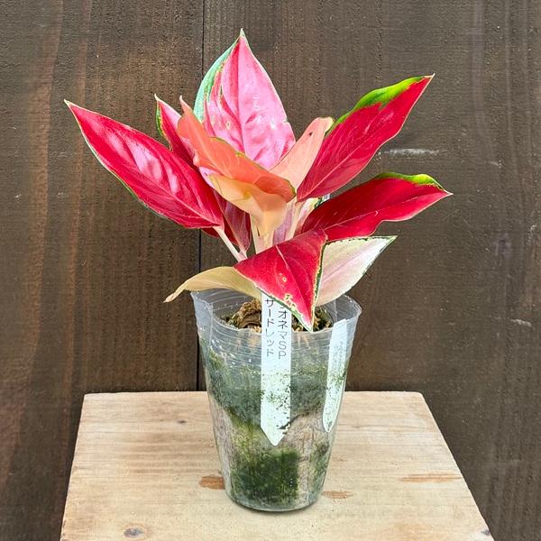 科目：サトイモ科／属名：アグラオネマ属／非耐寒性常緑多年草／耐寒温度：10℃（環境・生育状況により変わります）撮影：2月●サイズ鉢径：約9ｃｍ(ビニールポット)　全高：約20〜30ｃｍ　幅：約20〜30ｃｍ●ご確認ください写真は見本となりま...