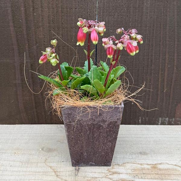 ☆冬季の北海道・東北地方へのお届けについて☆カランコエは寒さに弱い性質がありますので、東北、北陸、北海道など気温の低い地域へのお届けは、木が傷む可能性があり、冬季はお送りすることが出来ません。ご了承下さい。科目：ベンケイソウ科／別名：ベニベ...