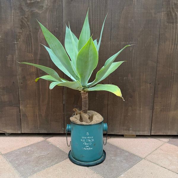 リュウゼツラン科／アガベ属／原産地：メキシコ●サイズ鉢径：約20ｃｍ(鉢カバー)　 全高：約80ｃｍ　幅：約50ｃｍ●ご確認ください鉢カバーはアンティーク加工の為、デザインに色ムラやサビがあります。写真は見本となります。樹形やボリュームなど...