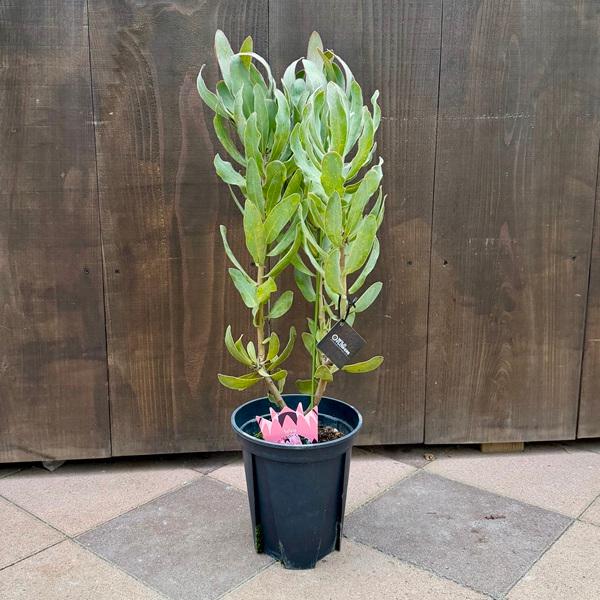 原産国：オーストラリア/科目：ヤマモガシ科/属名：プロテア属/半耐寒性常緑低木/学名： Protea/耐寒温度-2℃（環境・生育状況により変わります。）撮影：2月※写真は見本となります。花芽の数や樹形やボリュームなど個体差があります。※植物...