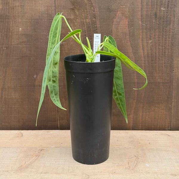 葉を楽しむ原種アンスリウム　Anthurium warocqueanum科目：サトイモ科／属名：アンスリウム属／非耐寒性常緑多年草撮影日：2月※写真は見本となります。樹形やボリュームなど個体差があります。※植物ですのでお届け時期により状態は...