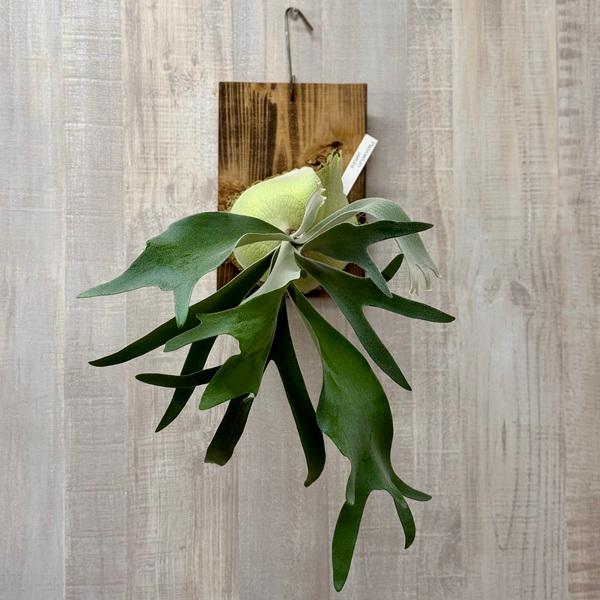 大木などに寄生する着生植物で、外套葉（がいとうよう）という付け根にある葉から新芽を展開します。外套葉ははじめは緑色ですが、徐々に茶色に変色します。鹿の角にも見えるので別名をビカクシダ（麋角羊歯）とも呼ばれます。ウラボシ科コウモリラン属／耐寒...