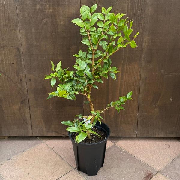 幹に直接ブドウのような紫色の実が成る珍しい熱帯果樹です。株が育ち充実すると開花結実し始めます。科目：フトモモ科／属名：ミルキアリア属／別名：ブラジリアングレープツリー、ジャブチカバ、ジャボチカ、グアペルー、ヒバプルー／収穫期：7〜10月／耐...