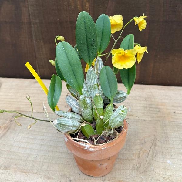 ラン科　デンドロビウム属撮影：3月●ご確認ください※写真は見本となります。樹形やボリュームなど個体差があります。※植物ですのでお届け時期により開花状況は変わります。※葉の傷、折れ、黒点などがある場合もございます。●サイズ鉢径：約7.5cm　...