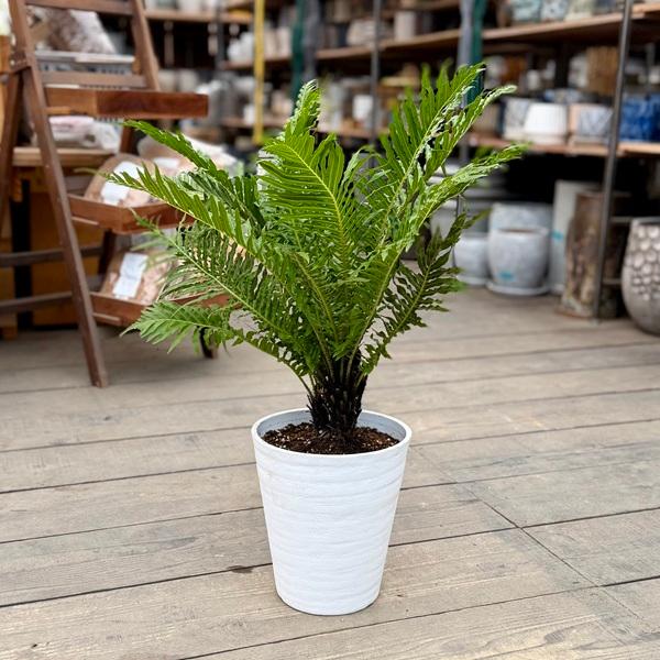 ヤシの木のように幹が立ち上がる「木立性（きだちせい）」の観葉植物です。科目：シシガシラ科／属名：ヒリュウシダ属／花言葉：愛らしさ／非耐寒性常緑多年草／耐寒温度：10℃／（環境・生育状況により変わります）撮影日：3月●ご確認ください写真は見本...