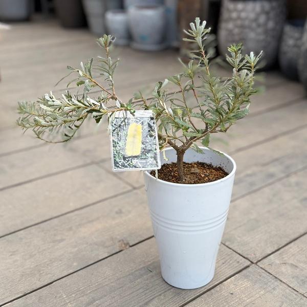 科目：バンクシア属／ヤマモガシ科／半耐寒性常緑低木/耐寒性：約マイナス５℃撮影：3月●サイズ鉢径：約15cm　全高：約35cm　幅：40cm●ご確認ください写真は見本となります。樹形やボリュームなど多少異なります。植物ですのでお届け時期によ...