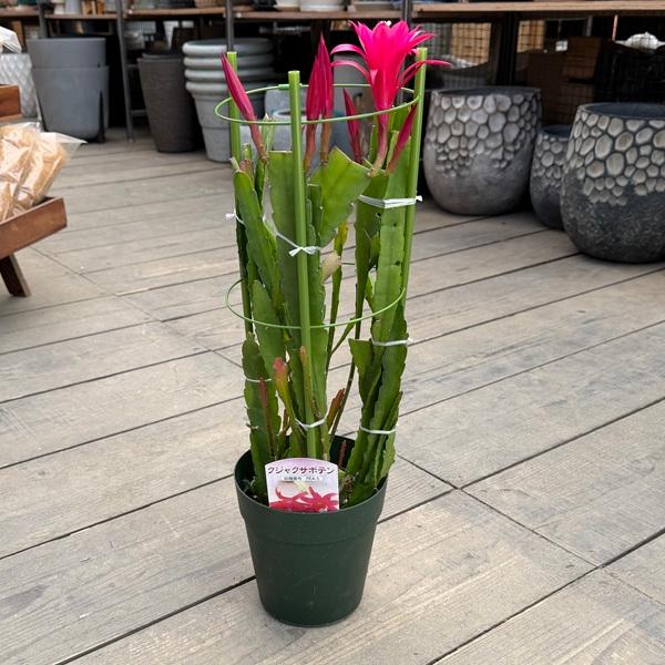 サボテン科　エピフィルム属　常緑多肉植物　耐寒温度5℃撮影：3月●ご確認ください写真は見本となります。樹形やボリュームなど株により個体差があります。植物ですのでお届け時期により開花状況は変わります。鉢の色や形状が変更となる場合があります。写...