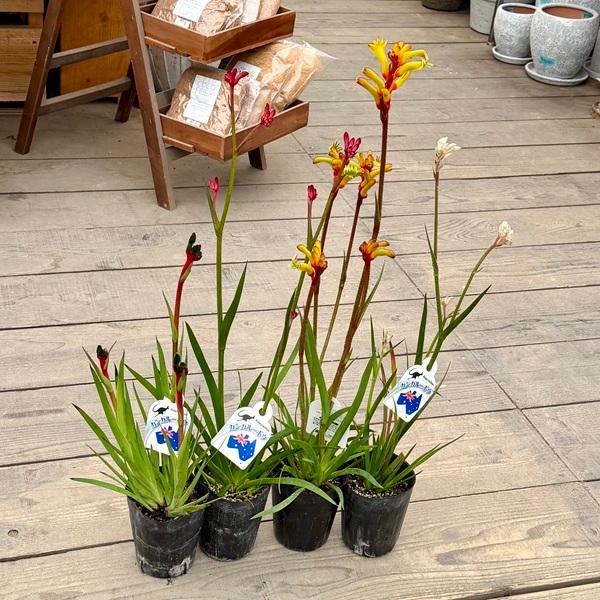 ハエモドルム科　半耐寒性多年草撮影日：3月※数量ものの為、株には個体差があります。ご購入時期により開花中、開花後の場合がございます。※写真の小物など記載以外の物は商品に含まれません。●サイズ鉢径：約10.5cm(ビニールポット)　全高：約4...